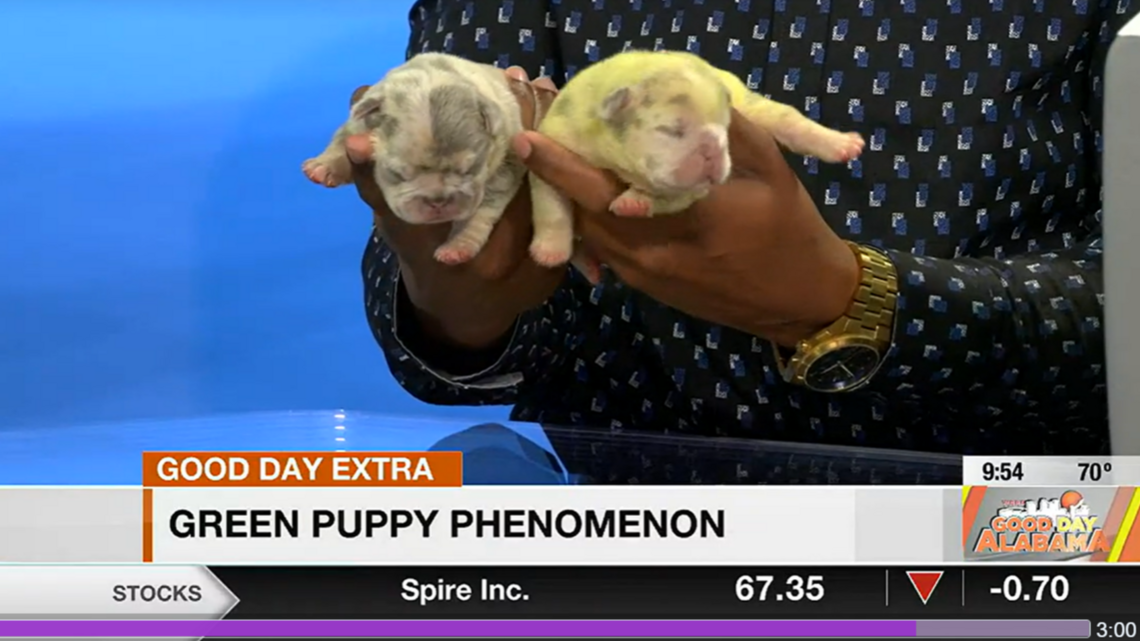 Rare French bulldog puppy born green in Louisiana | Biloxi Sun Herald