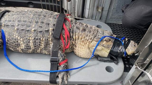 8-foot alligator removed from Philadelphia home’s basement | Kansas ...
