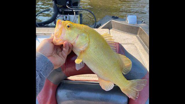 Fisherman catches rare golden bass in Virginia river | Miami Herald