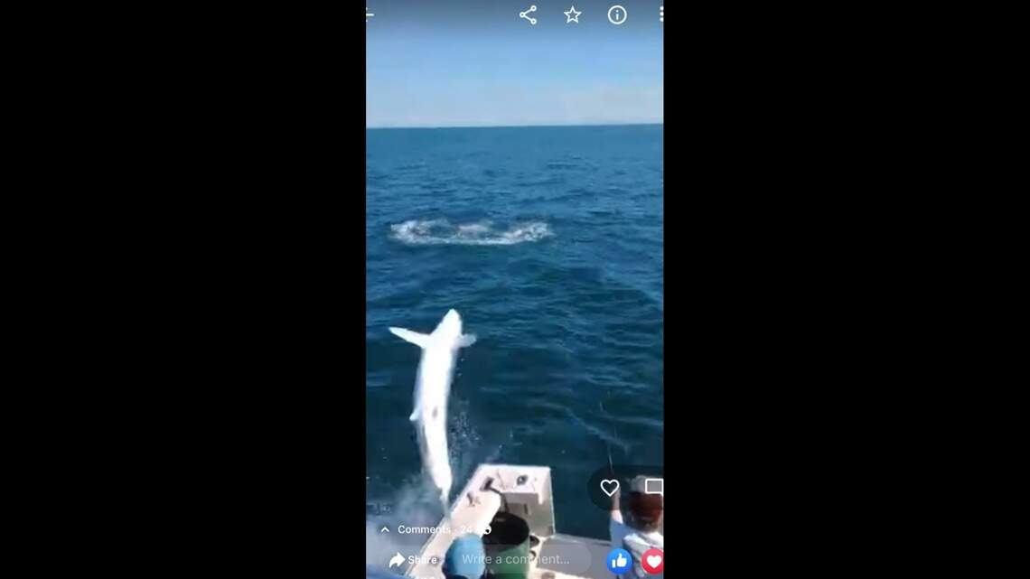 Video: mako shark jumps into charter boat near Maine coast | Miami Herald